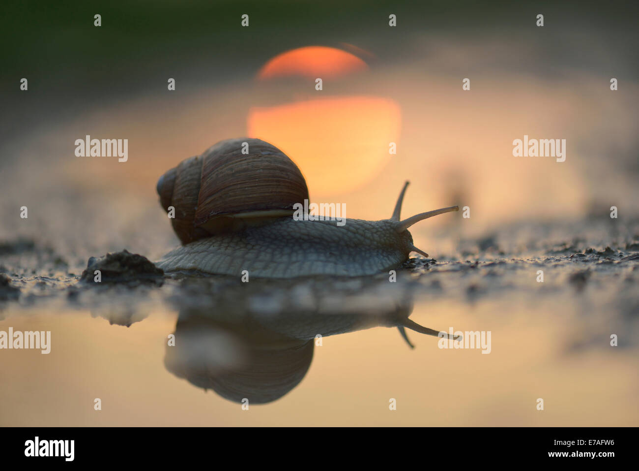 Burgundy Snail (Helix pomatia), crawling between puddles in front of ...