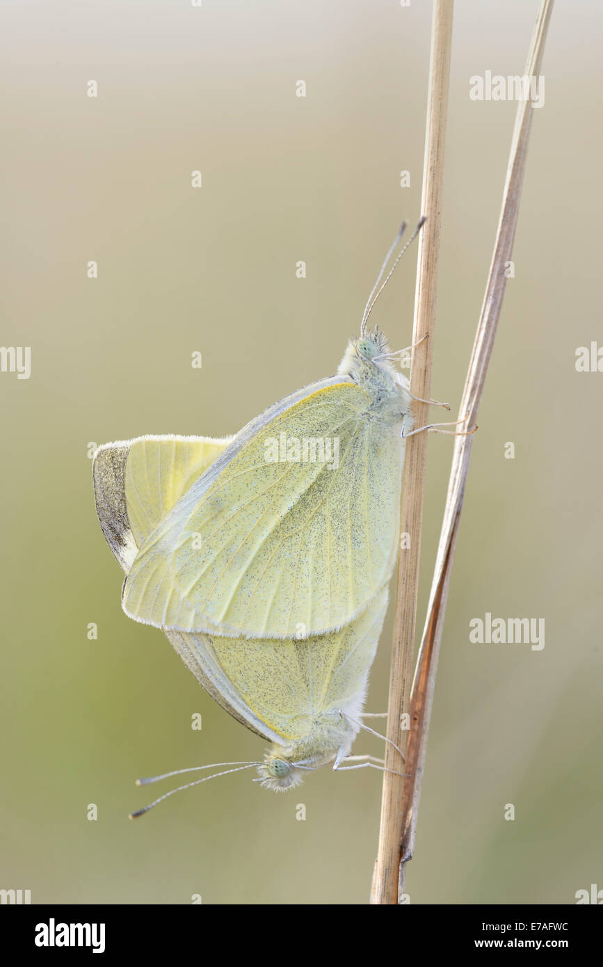 Small White or Cabbage White butterflies (Pieris rapae), mating ...