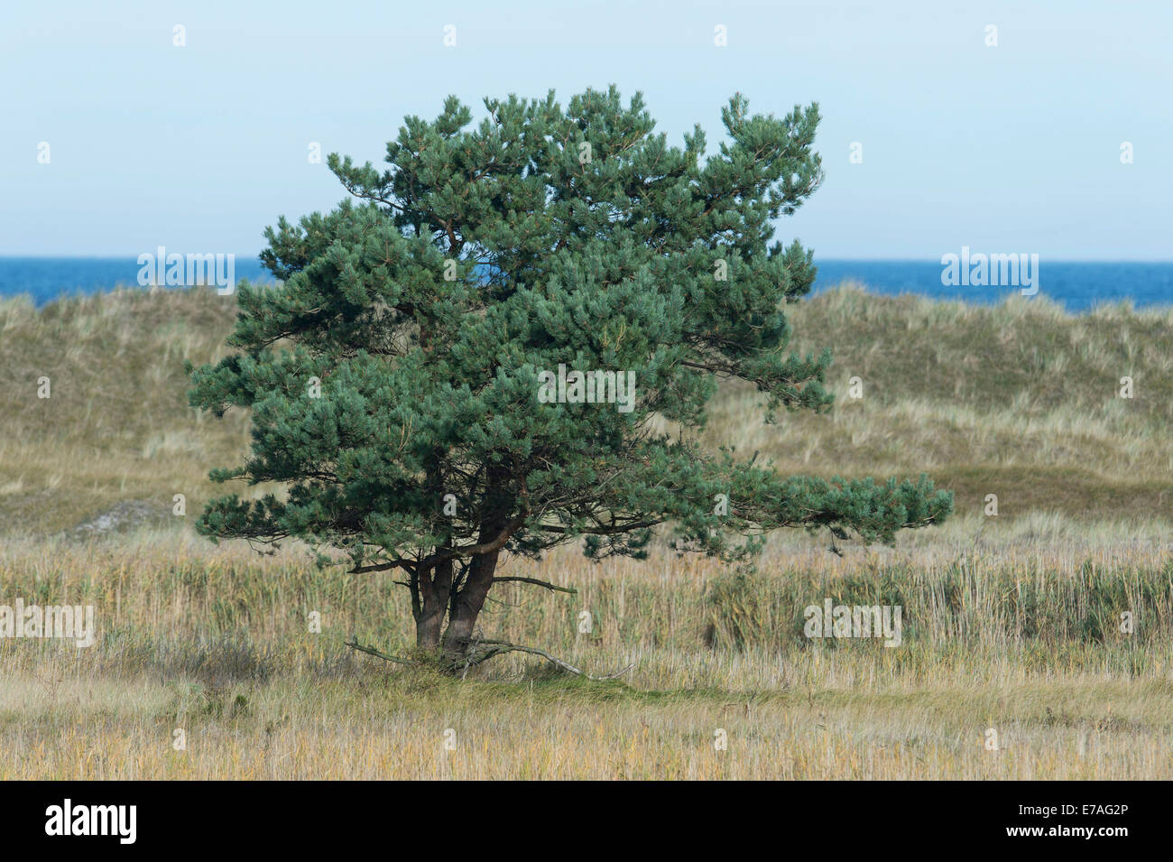 Pine tree (Pinus sylvestris), the Baltic Sea at the back, Darßer Ort ...