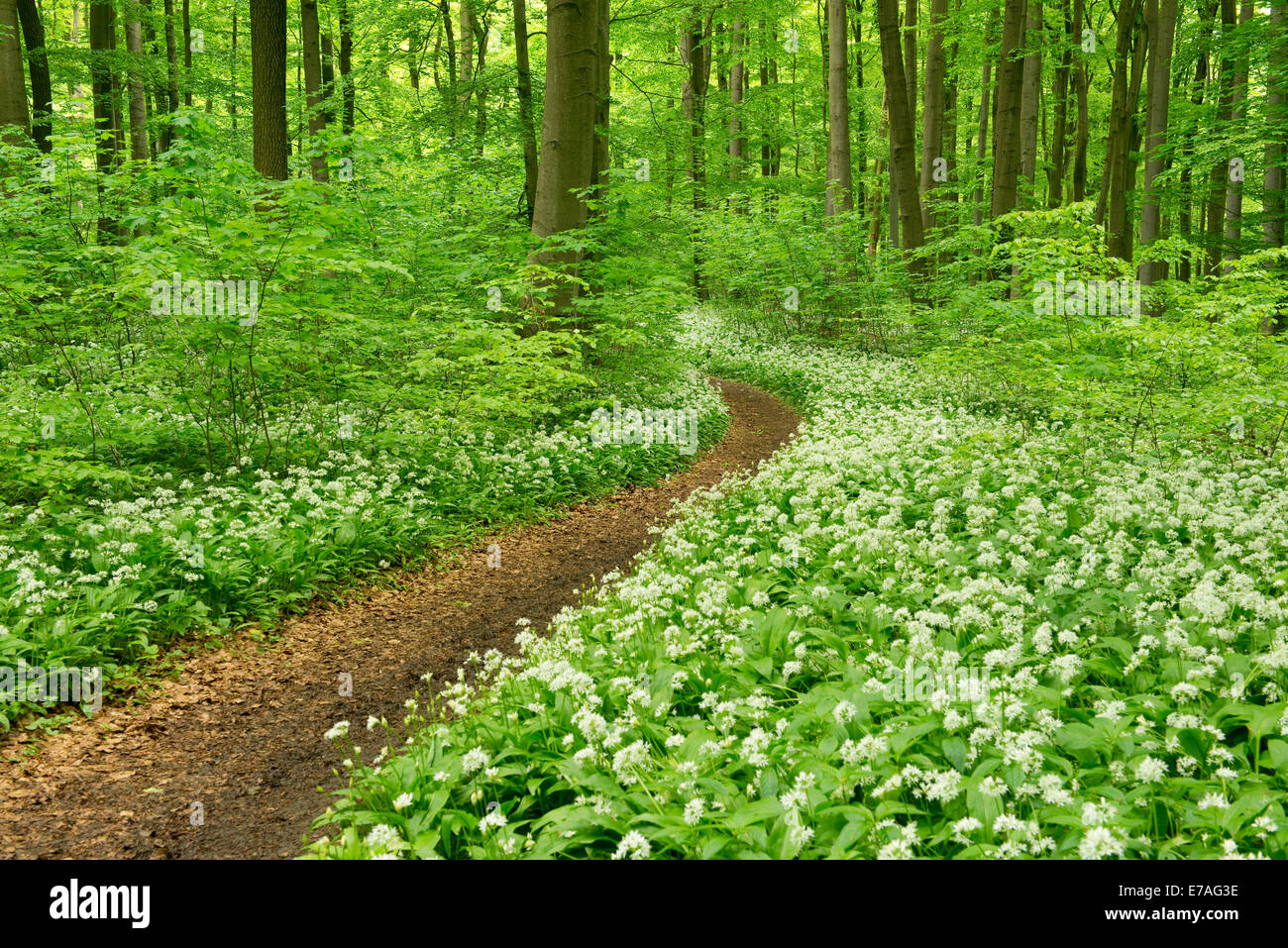 Allium hi-res stock photography and images - Alamy