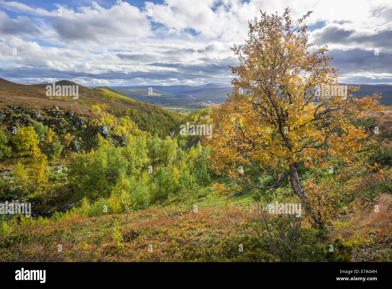 River birch tree hi-res stock photography and images - Alamy