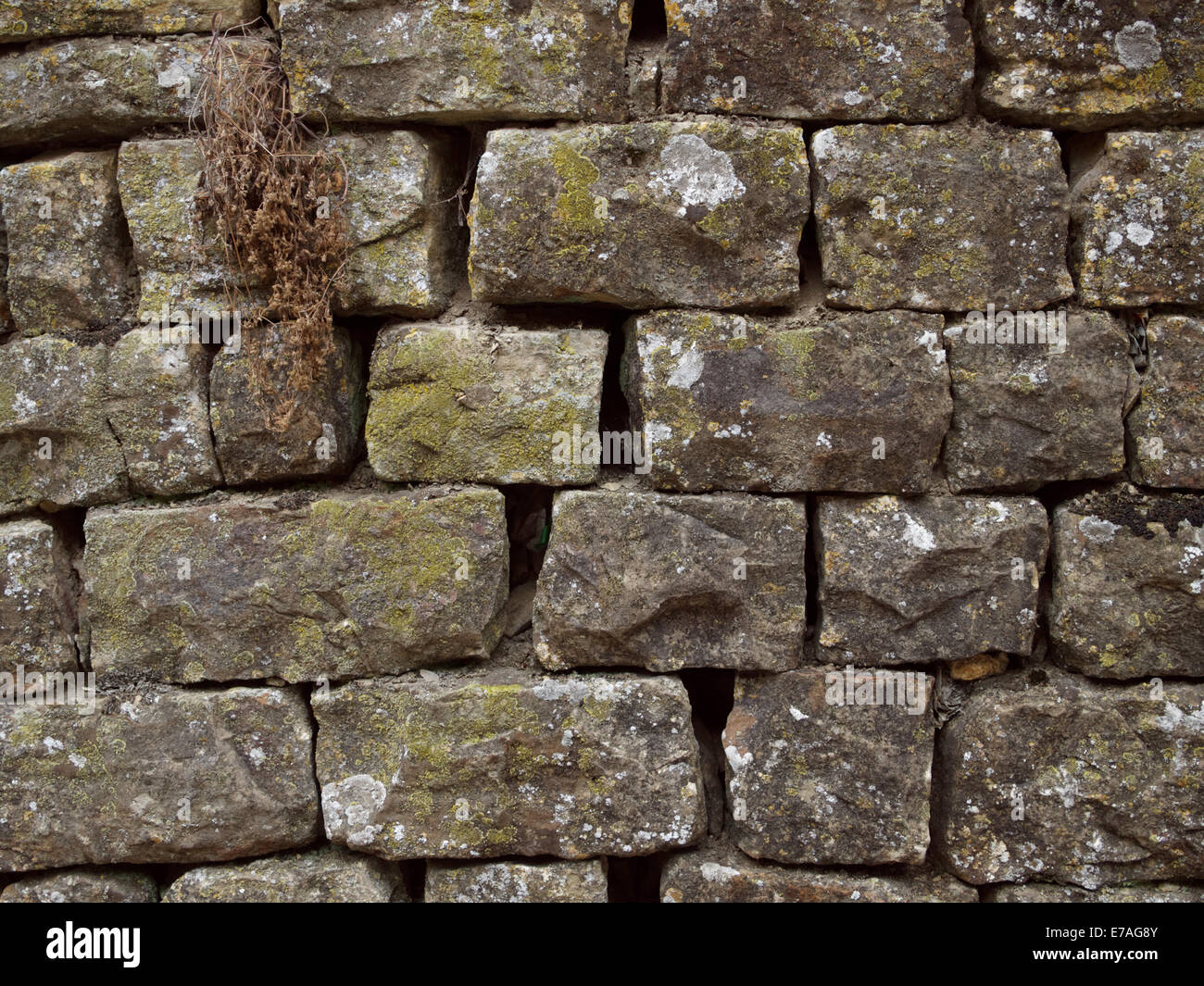 Detail of traditionally built stone wall from Istria, Croatia Stock ...