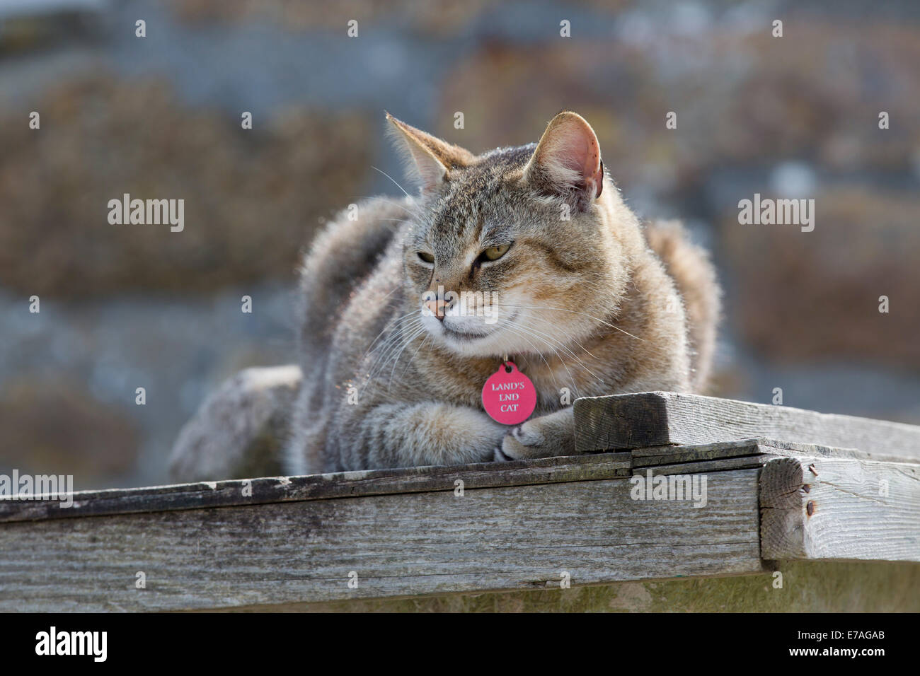 Cat cornwall hi-res stock photography and images - Alamy