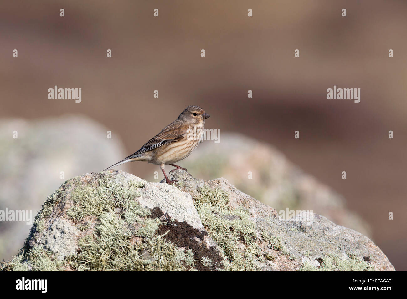 Linnet; Carduelis cannabina; Female; UK Stock Photo - Alamy