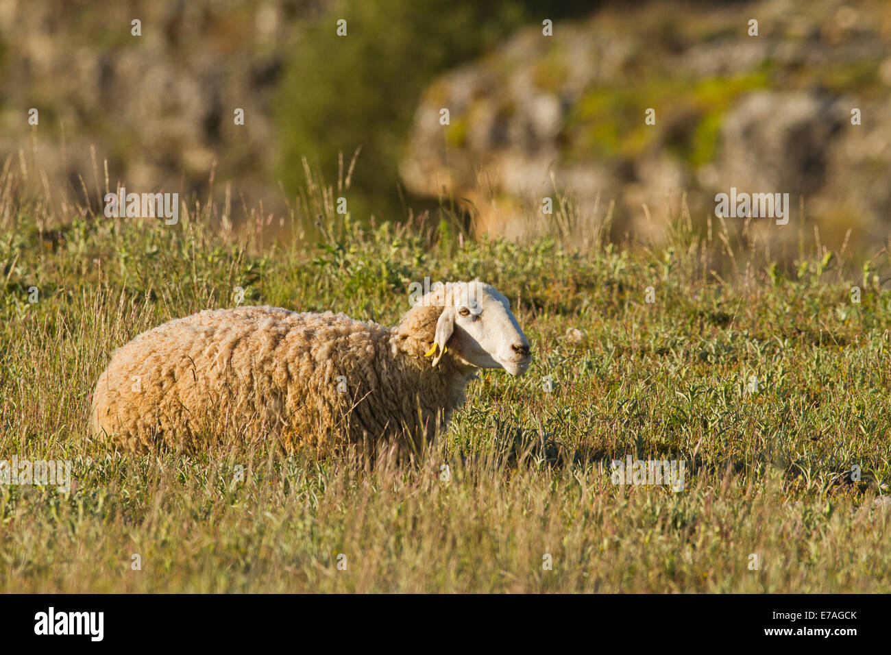 Sheep lying down on a field Stock Photo - Alamy