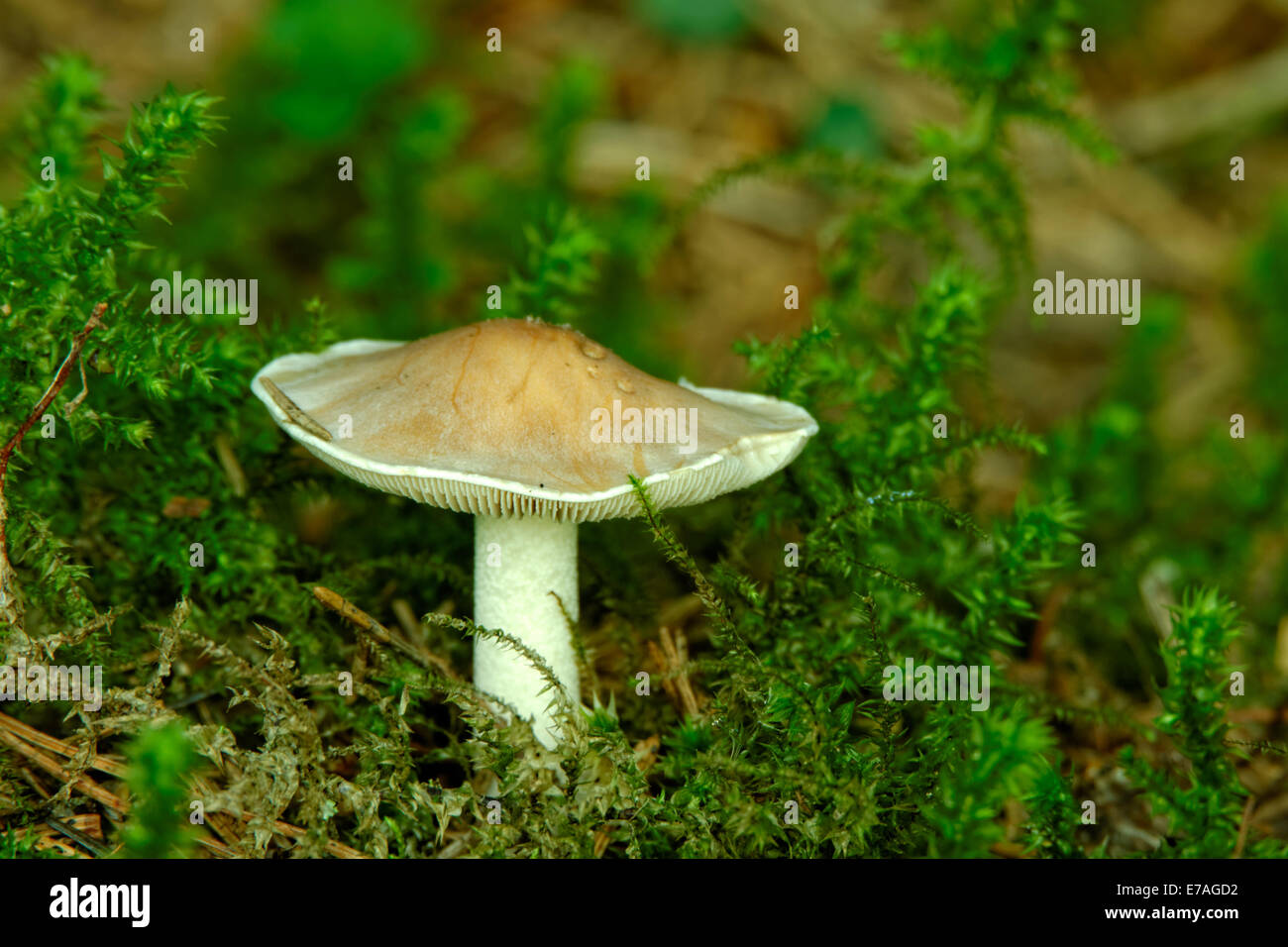 Around 750 worldwide species of mycorrhizal mushrooms compose the genus ...