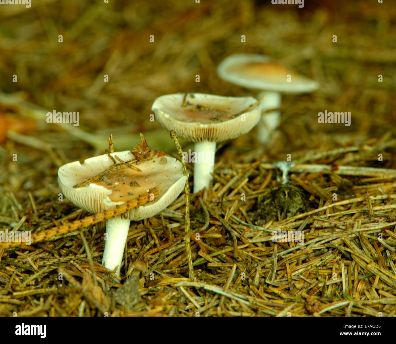 Around 750 worldwide species of mycorrhizal mushrooms compose the genus ...