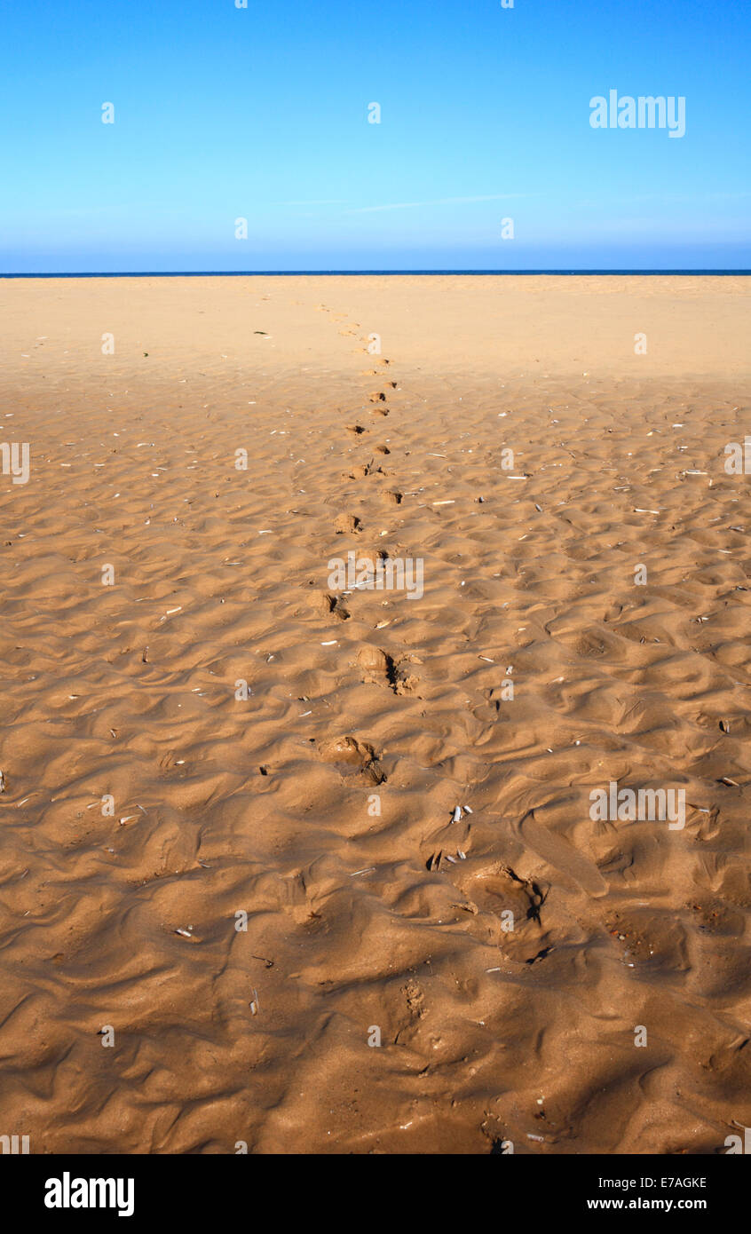 Footprints in the sand receding into the distance on a wide beach in ...
