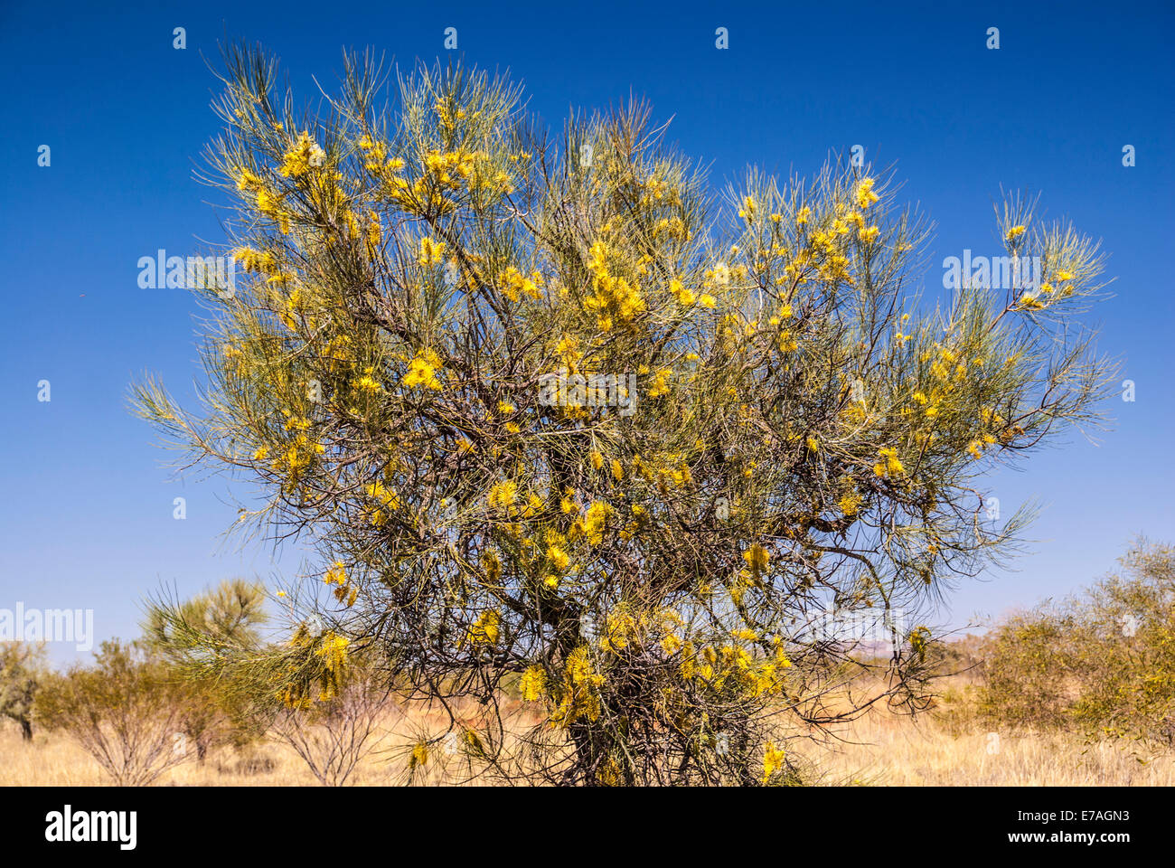 BANKSIE TREE, MILLSTREAM CHICHESTER NATIONAL PARK, PILBARA REGION ...