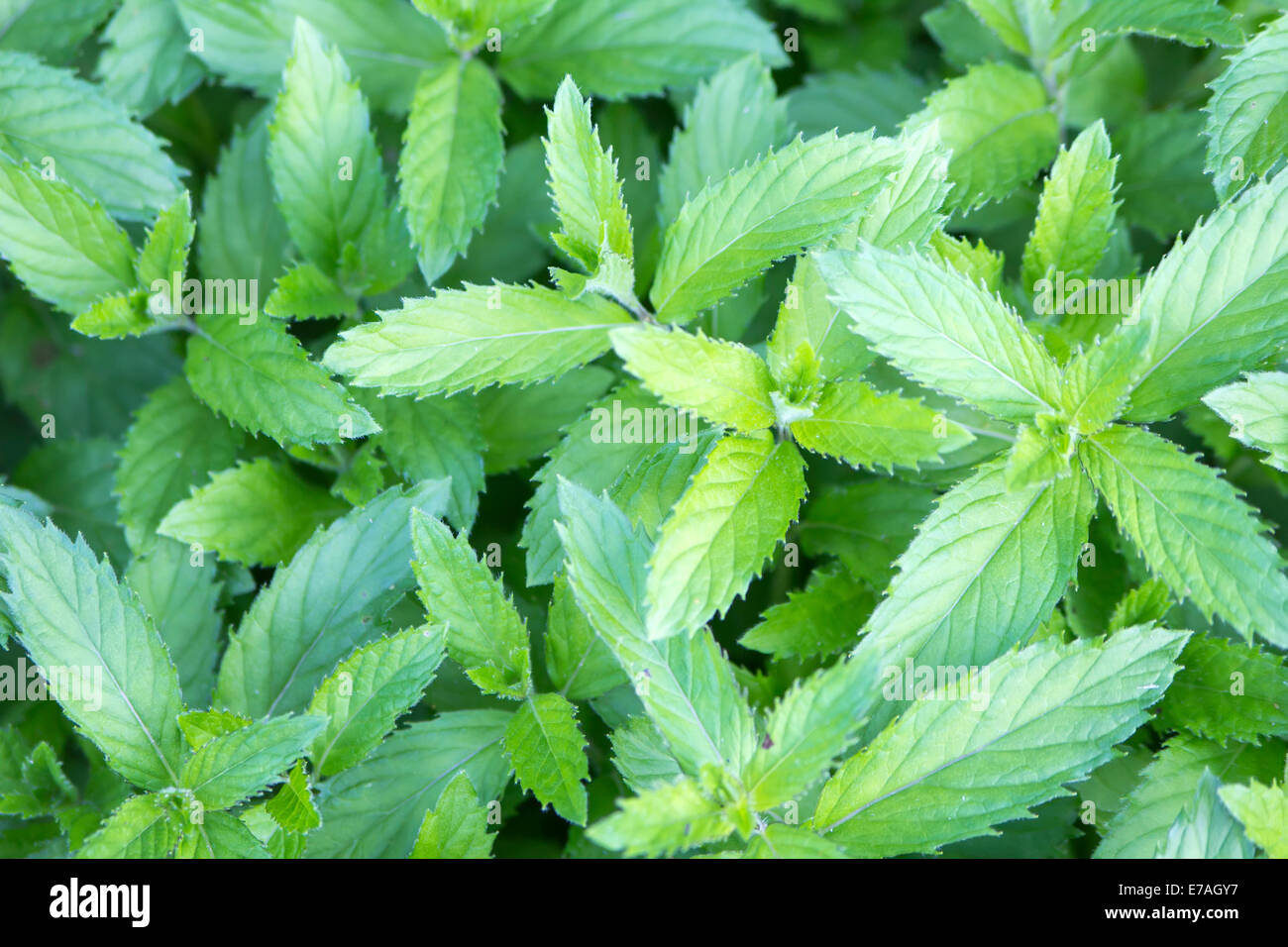 fresh mint growing in the garden Stock Photo - Alamy