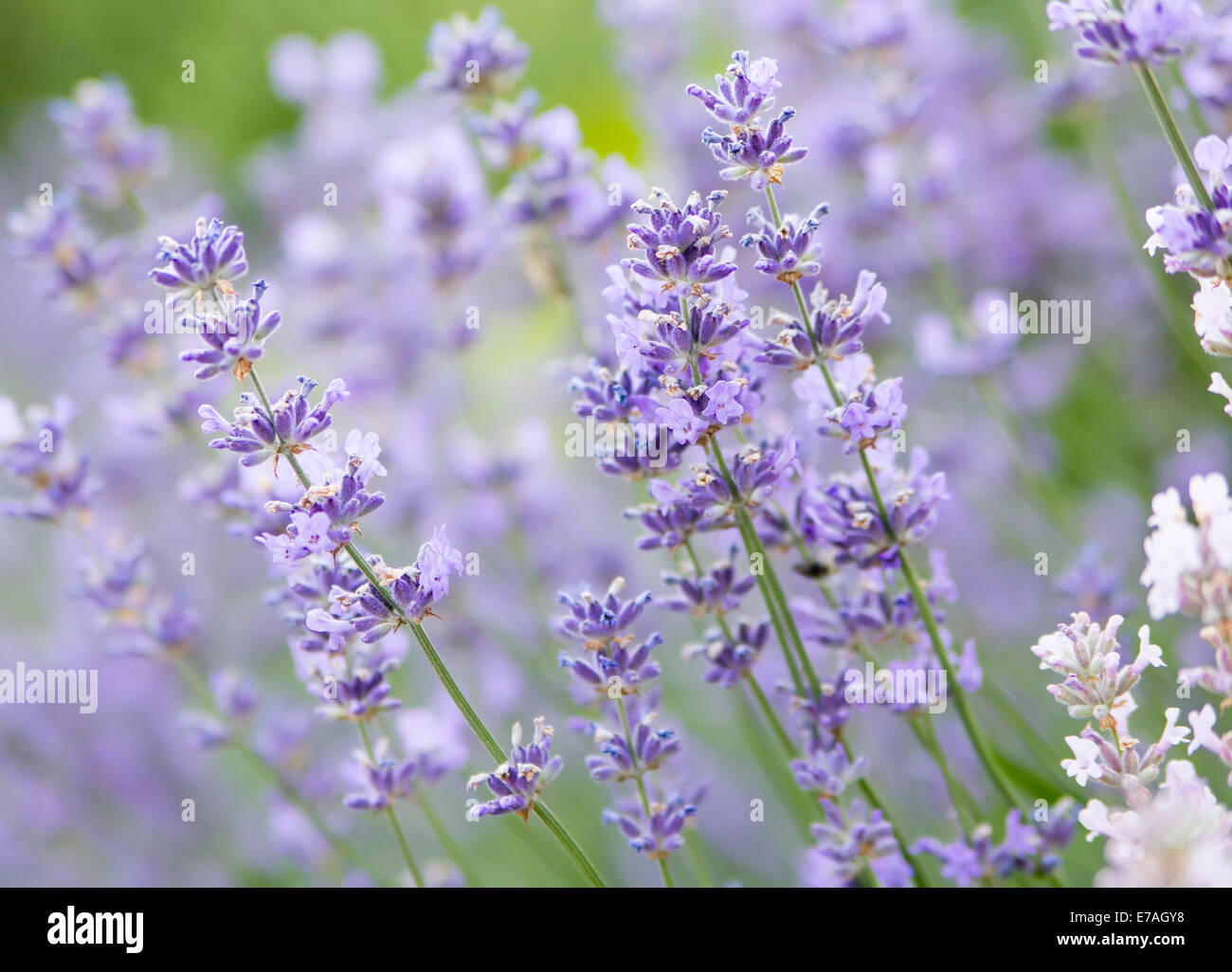 Blooming lavender in countryside hi-res stock photography and images ...