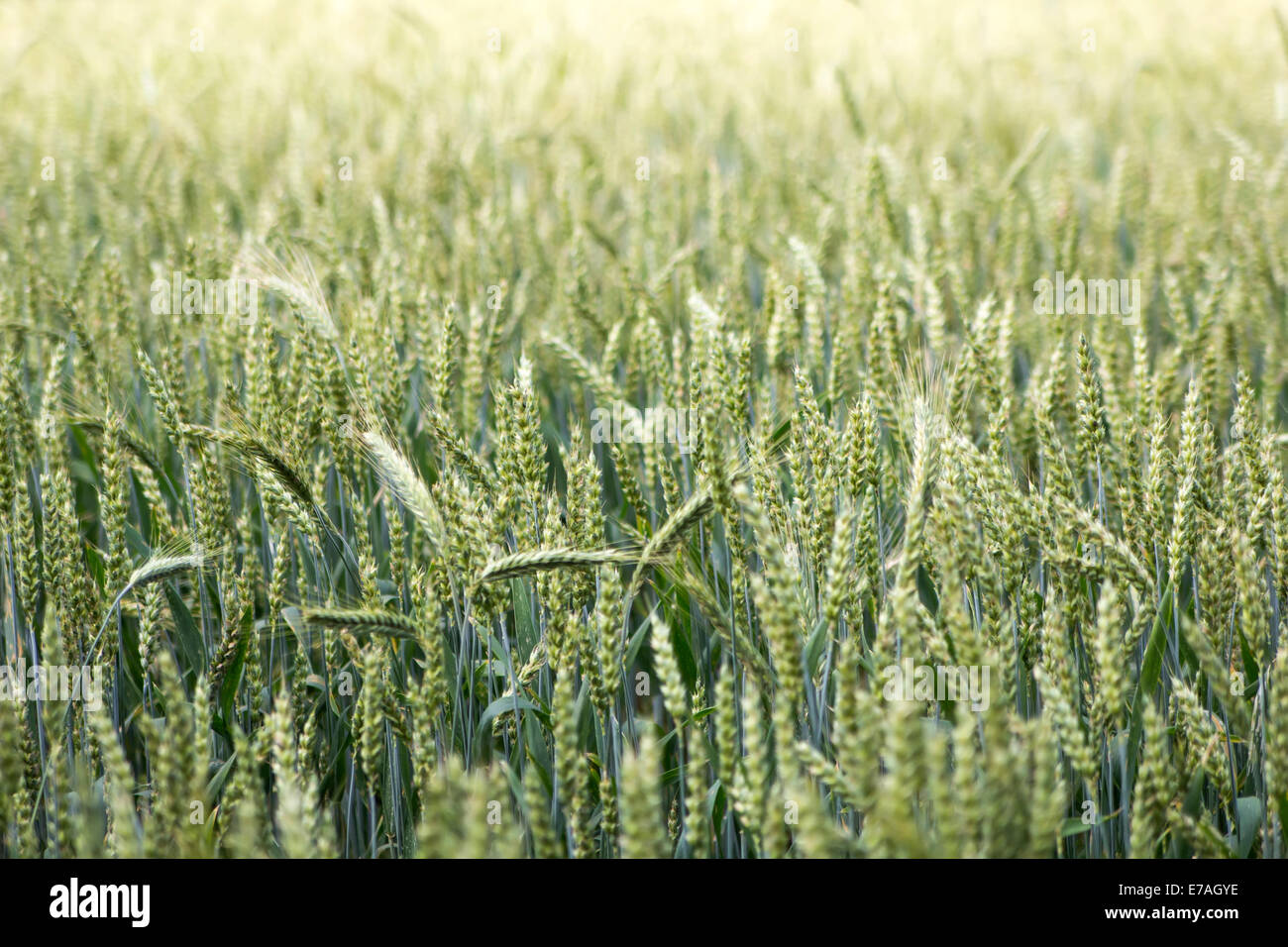 Beautiful green wheat field landscape hi-res stock photography and ...