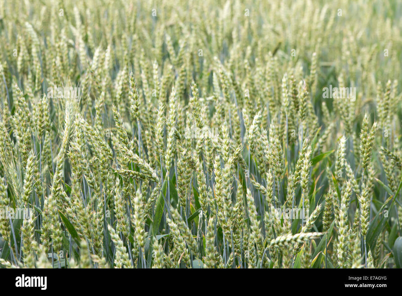Beautiful green wheat field landscape hi-res stock photography and ...