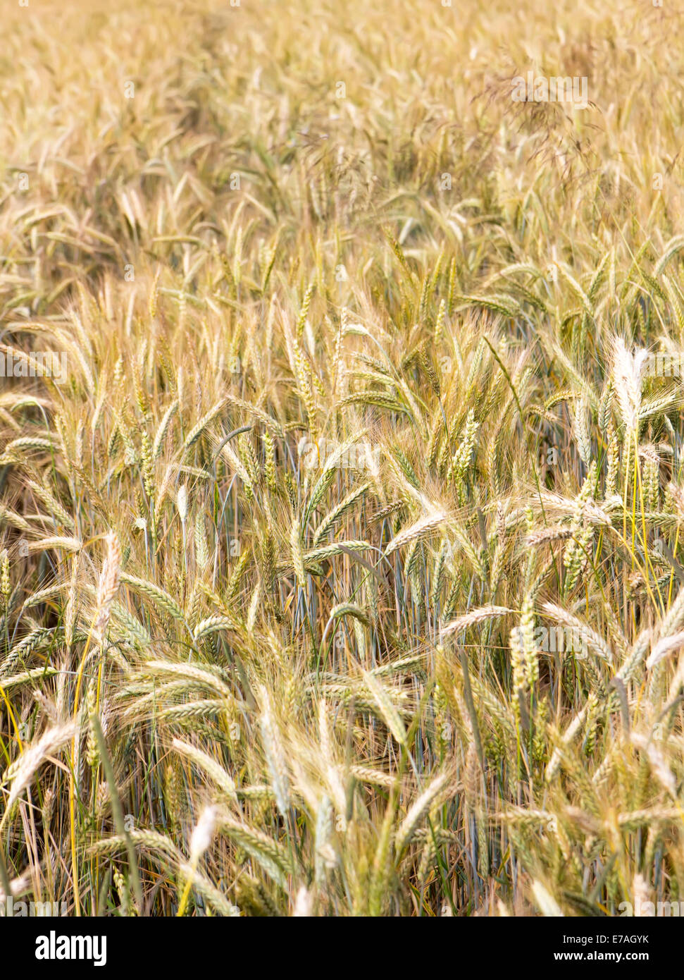Rye field hi-res stock photography and images - Alamy