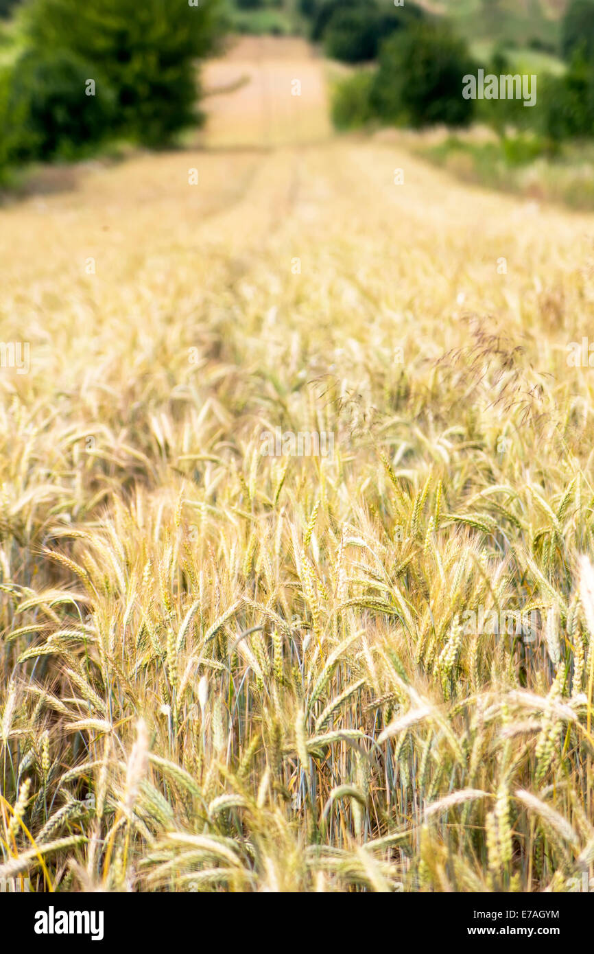 yellow rye field Stock Photo - Alamy