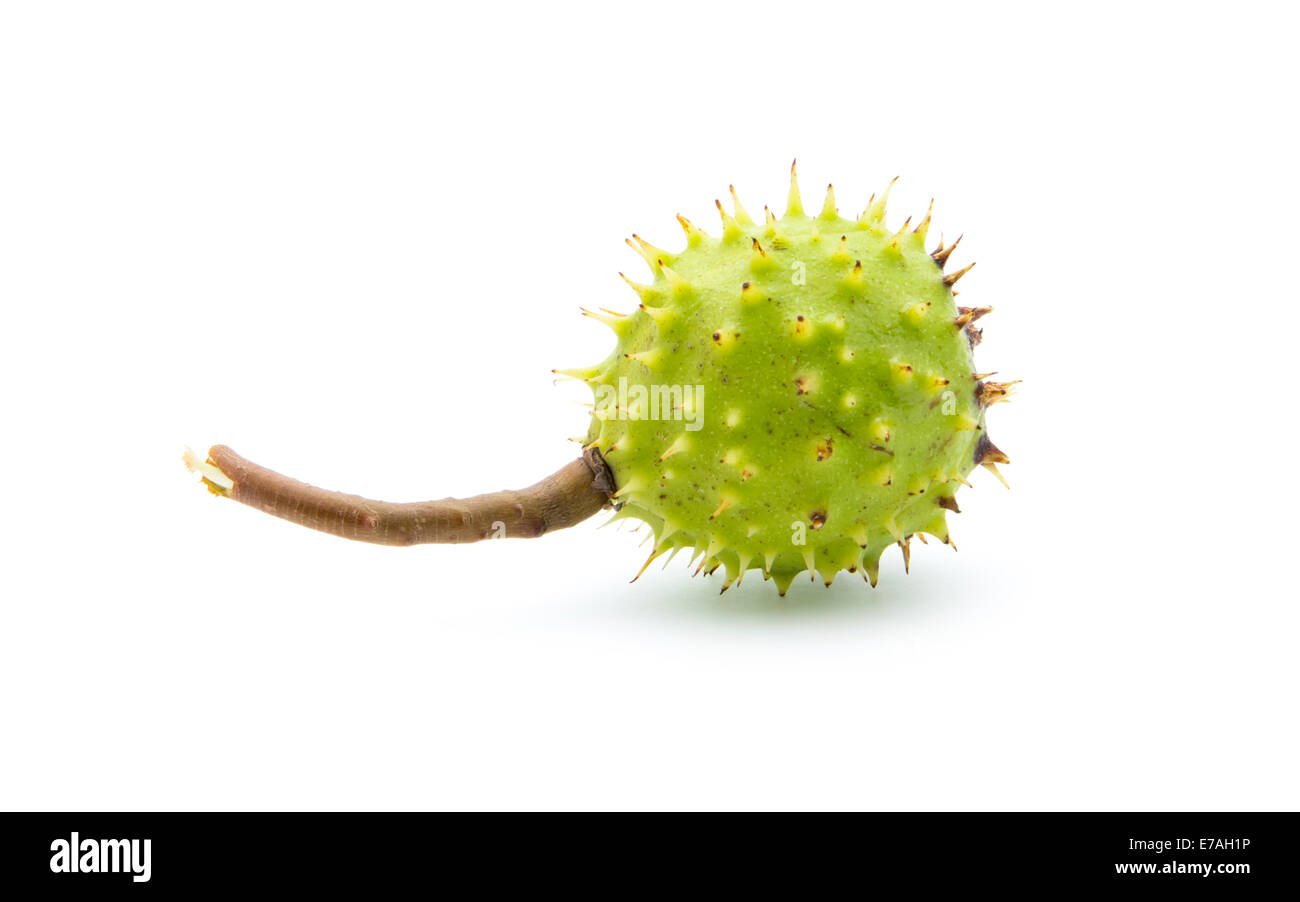 single chestnut in shell isolated on white background Stock Photo - Alamy