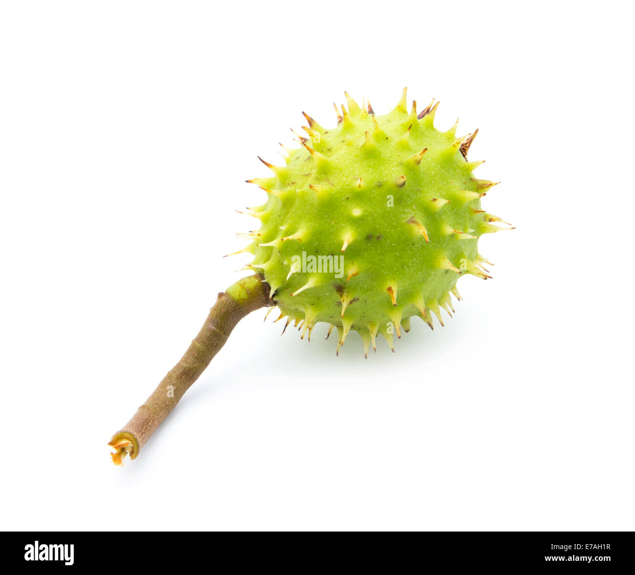 Round tree in park Cut Out Stock Images & Pictures - Alamy