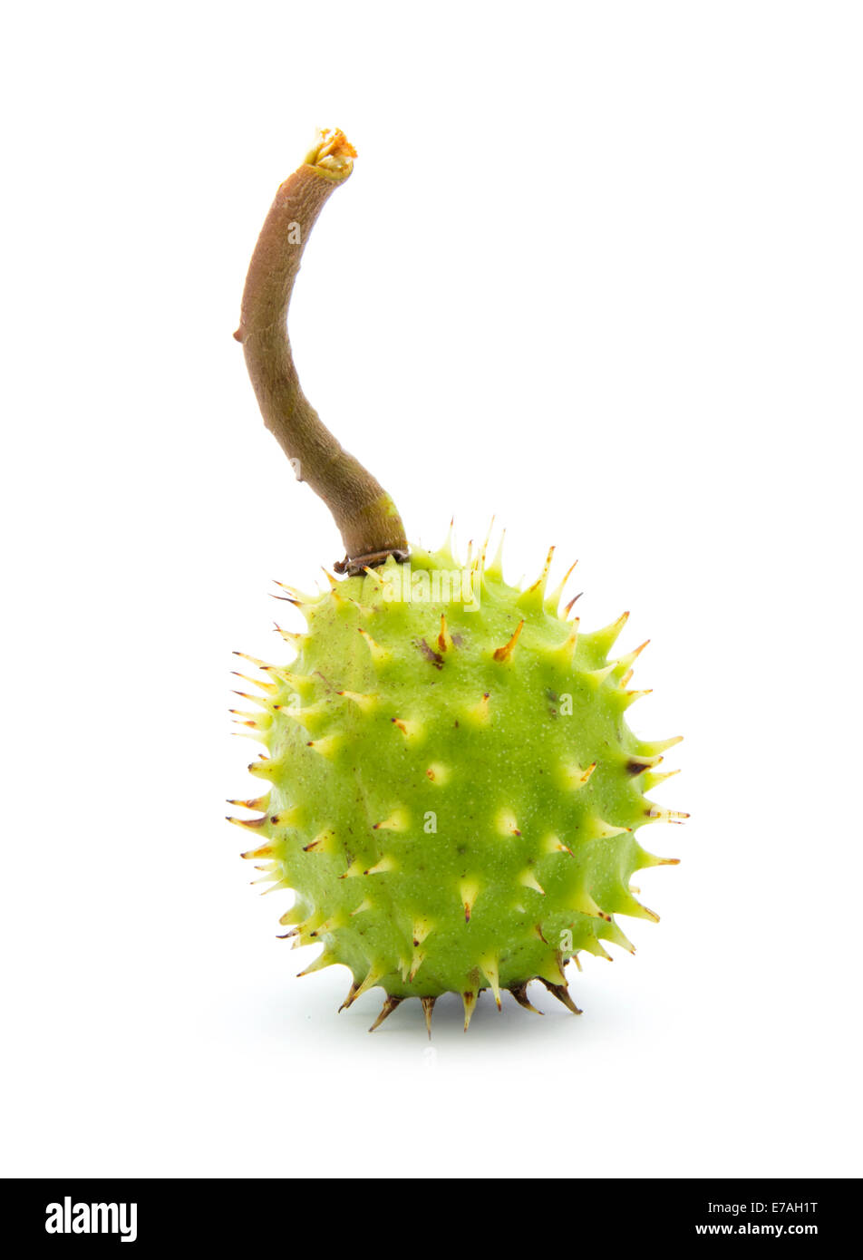 Round tree in park Cut Out Stock Images & Pictures - Alamy