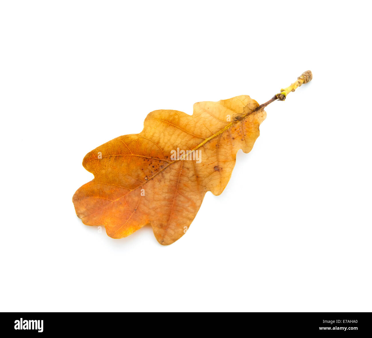 Macro image oak leaf Cut Out Stock Images & Pictures - Alamy