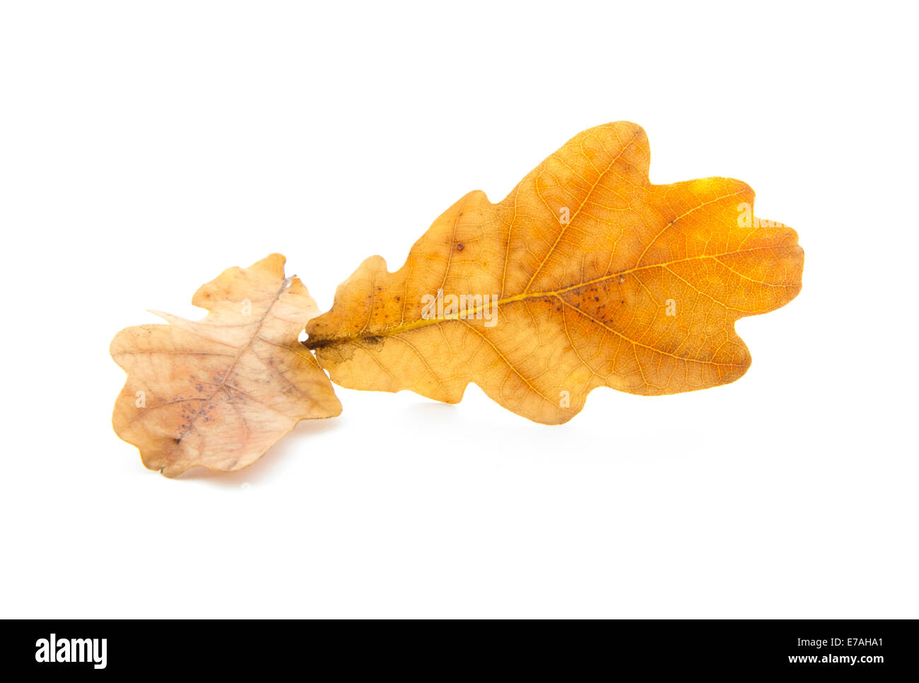 White oak leaves hi-res stock photography and images - Alamy