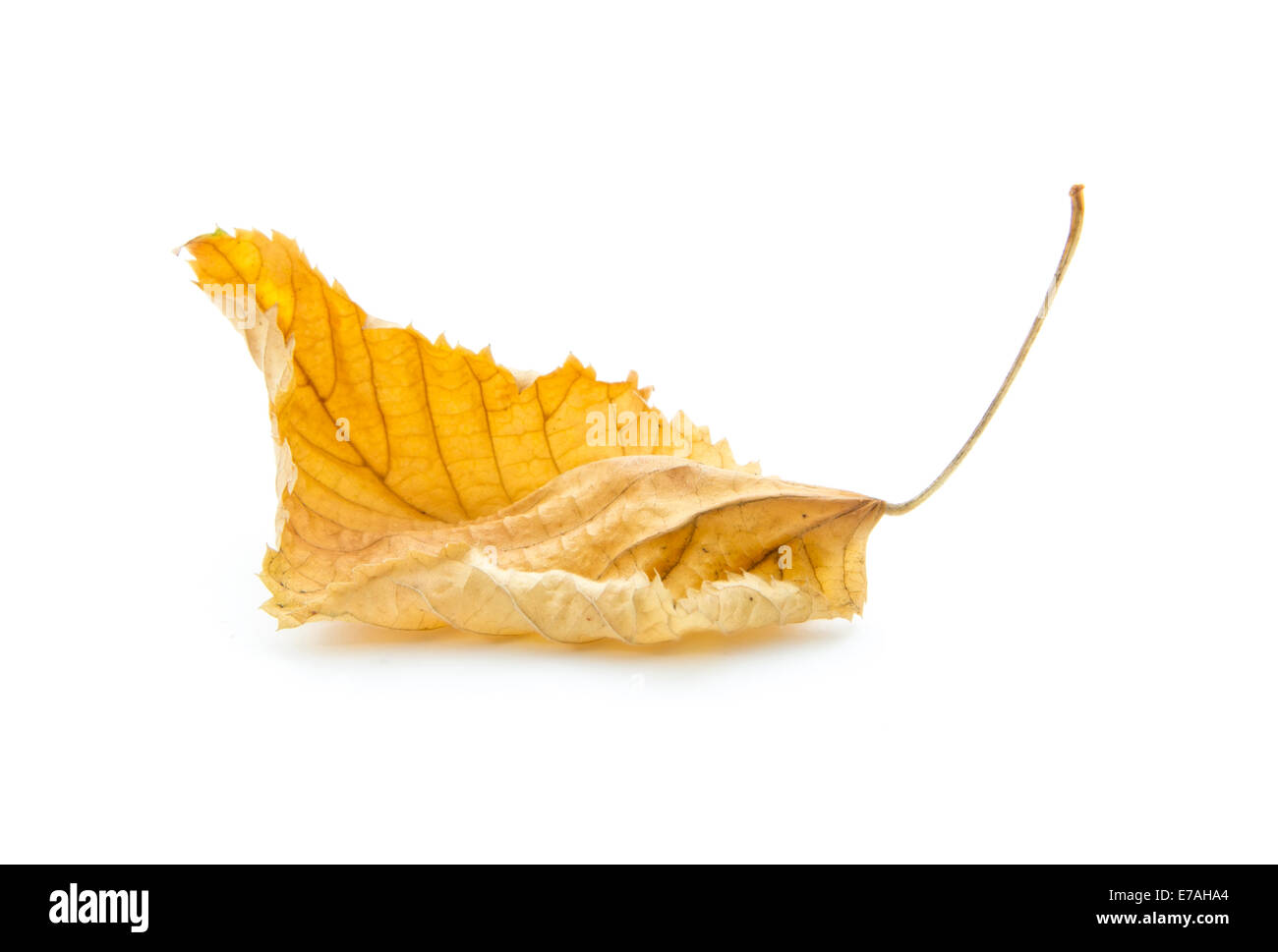 autumn leaf isolated on white background Stock Photo - Alamy