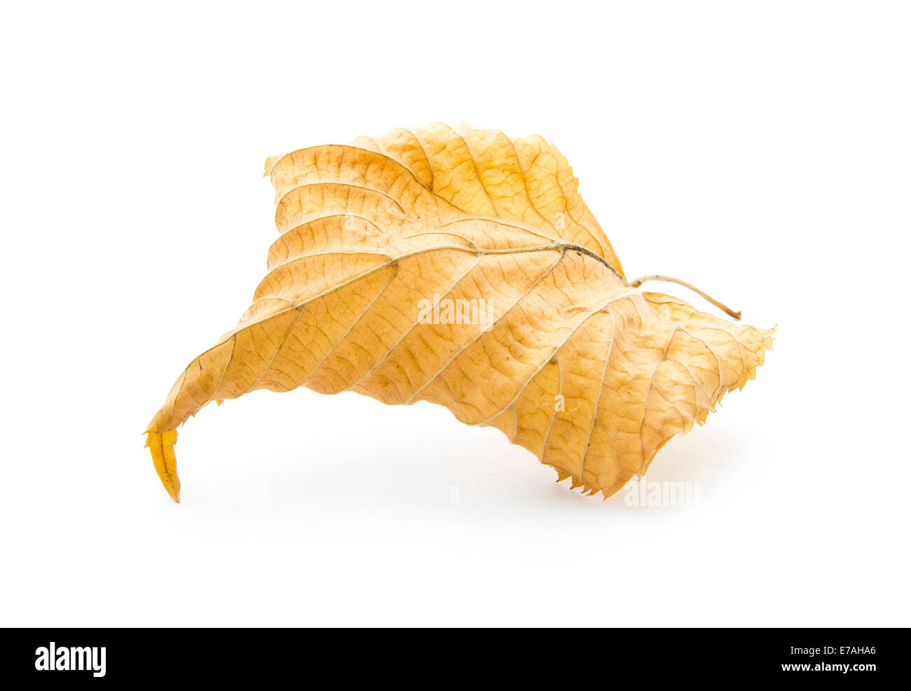 autumn leaf isolated on white background Stock Photo - Alamy