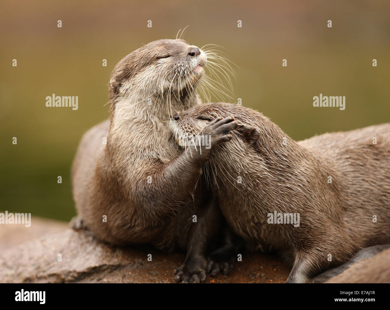 Asian small clawed otter hi-res stock photography and images - Alamy