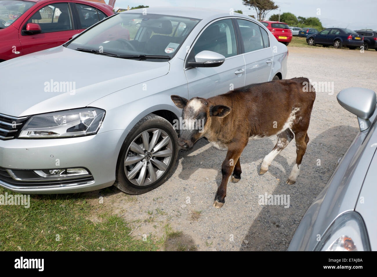 Calf Cow in Car Park Young Lost Transport New Old Stock Photo - Alamy