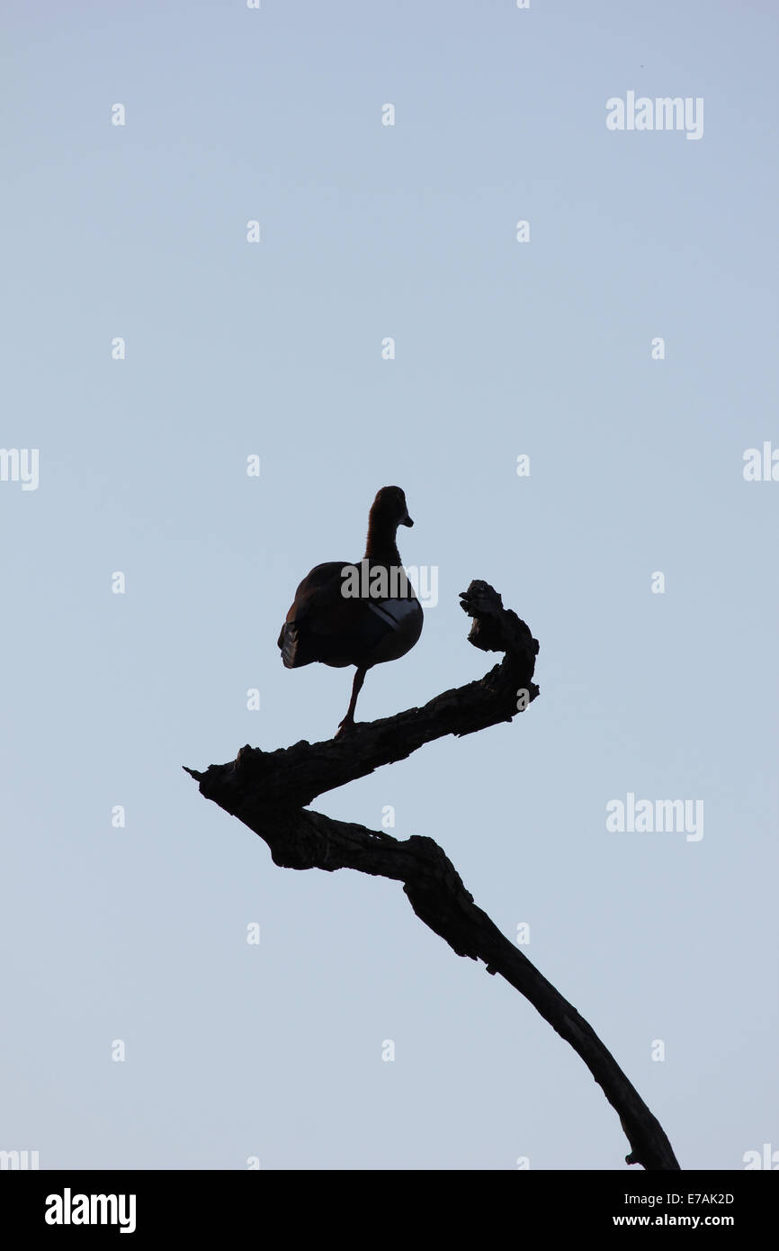 Silhouette of goose in a tree Stock Photo - Alamy