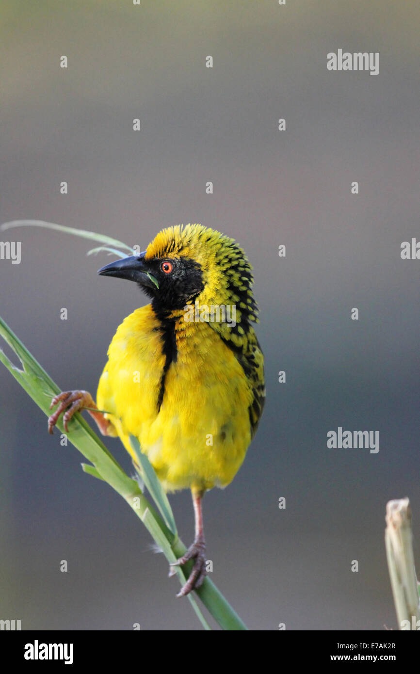 Closeup of Weaver Stock Photo - Alamy
