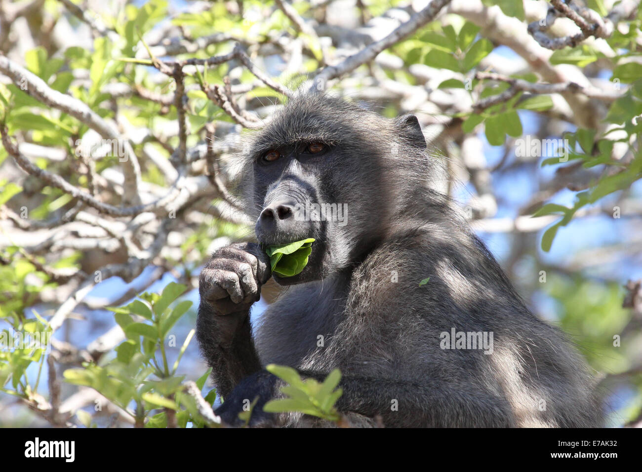 Baboon tree hi-res stock photography and images - Alamy