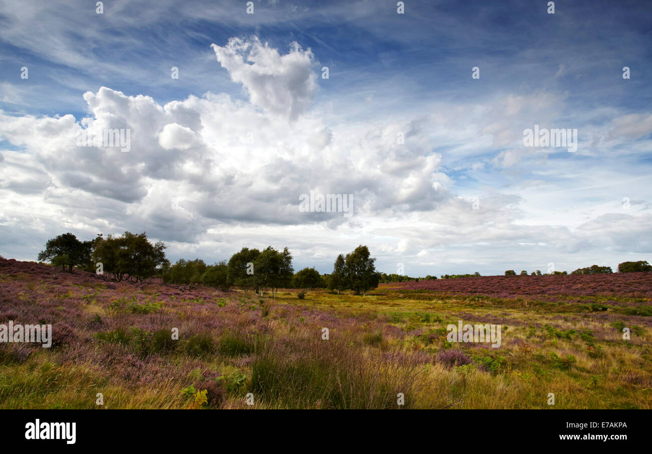 Westleton Heath, Suffolk, England, UK Stock Photo - Alamy