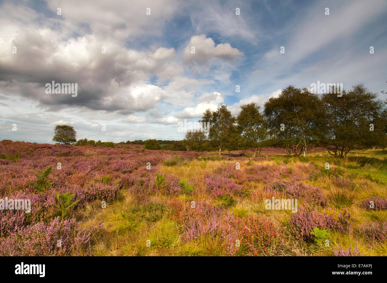 Westleton Heath, Suffolk, England, UK Stock Photo - Alamy