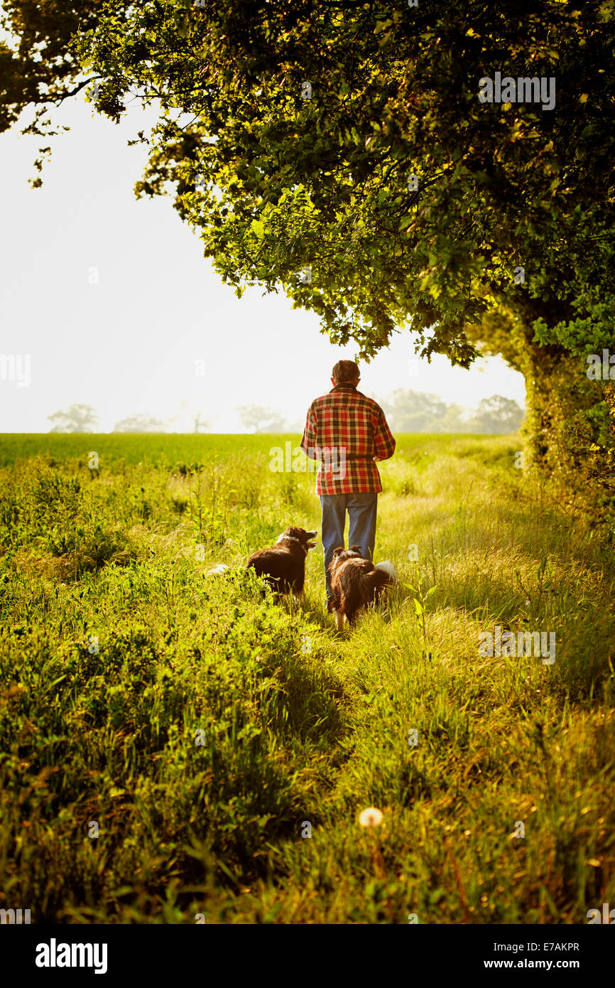 Man walking with two Border Collie dogs in the early morning Stock ...