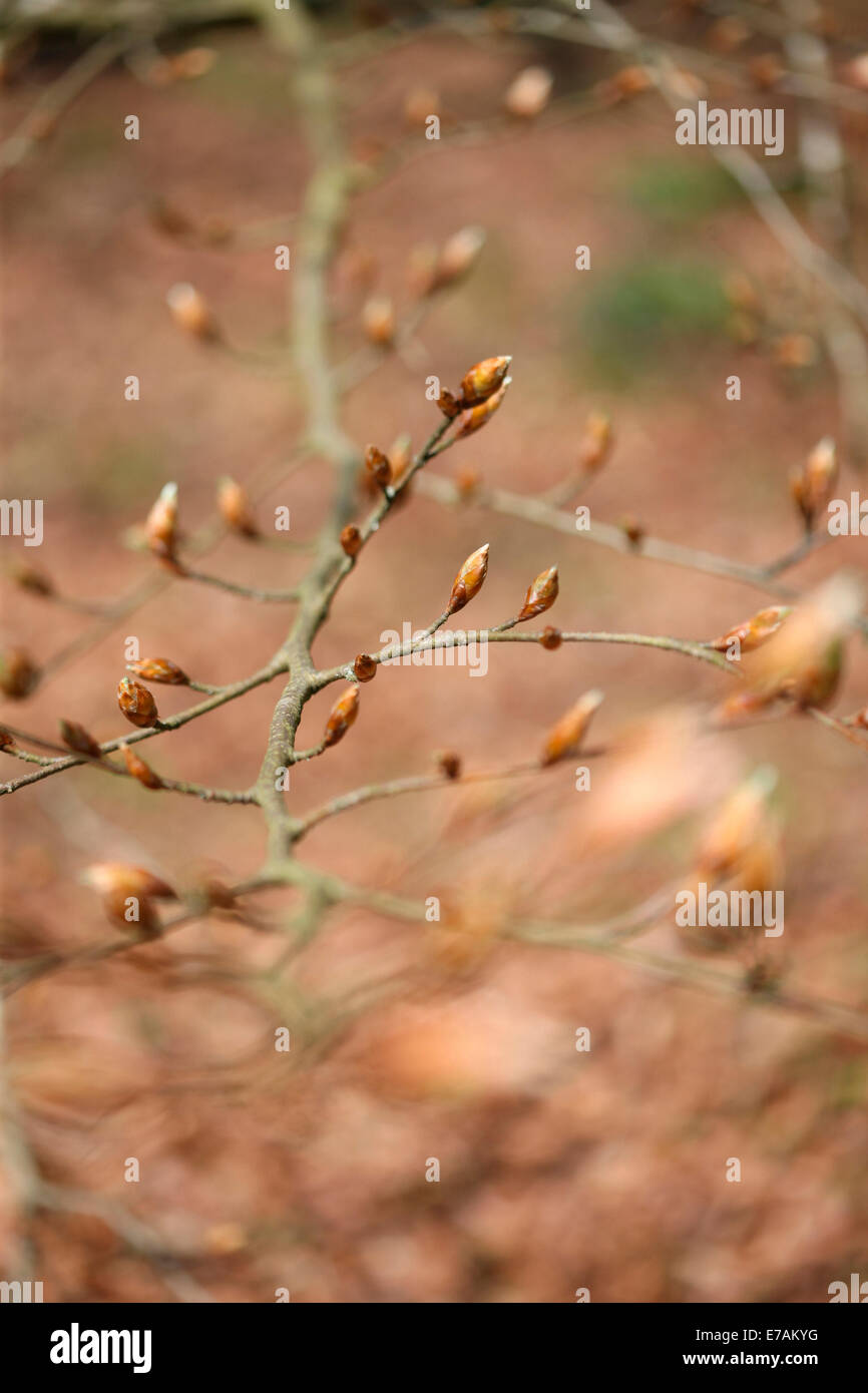 buds of new life - the power of gaia © Jane Ann Butler Photography ...