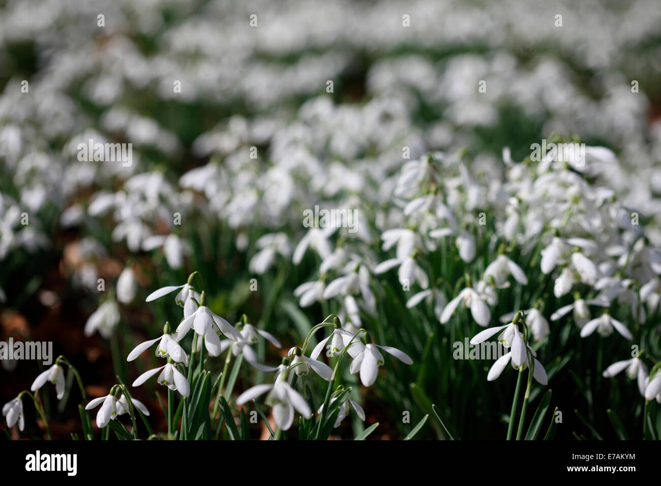 Snowdrop like flowers hi-res stock photography and images - Alamy