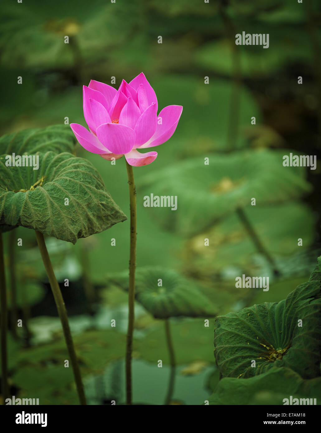 Blown flower hi-res stock photography and images - Alamy