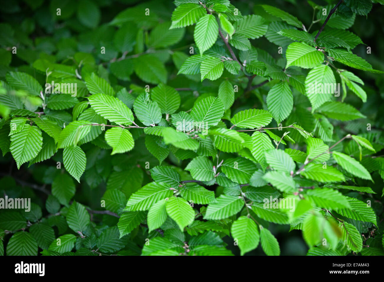 Elm leaves hi-res stock photography and images - Alamy