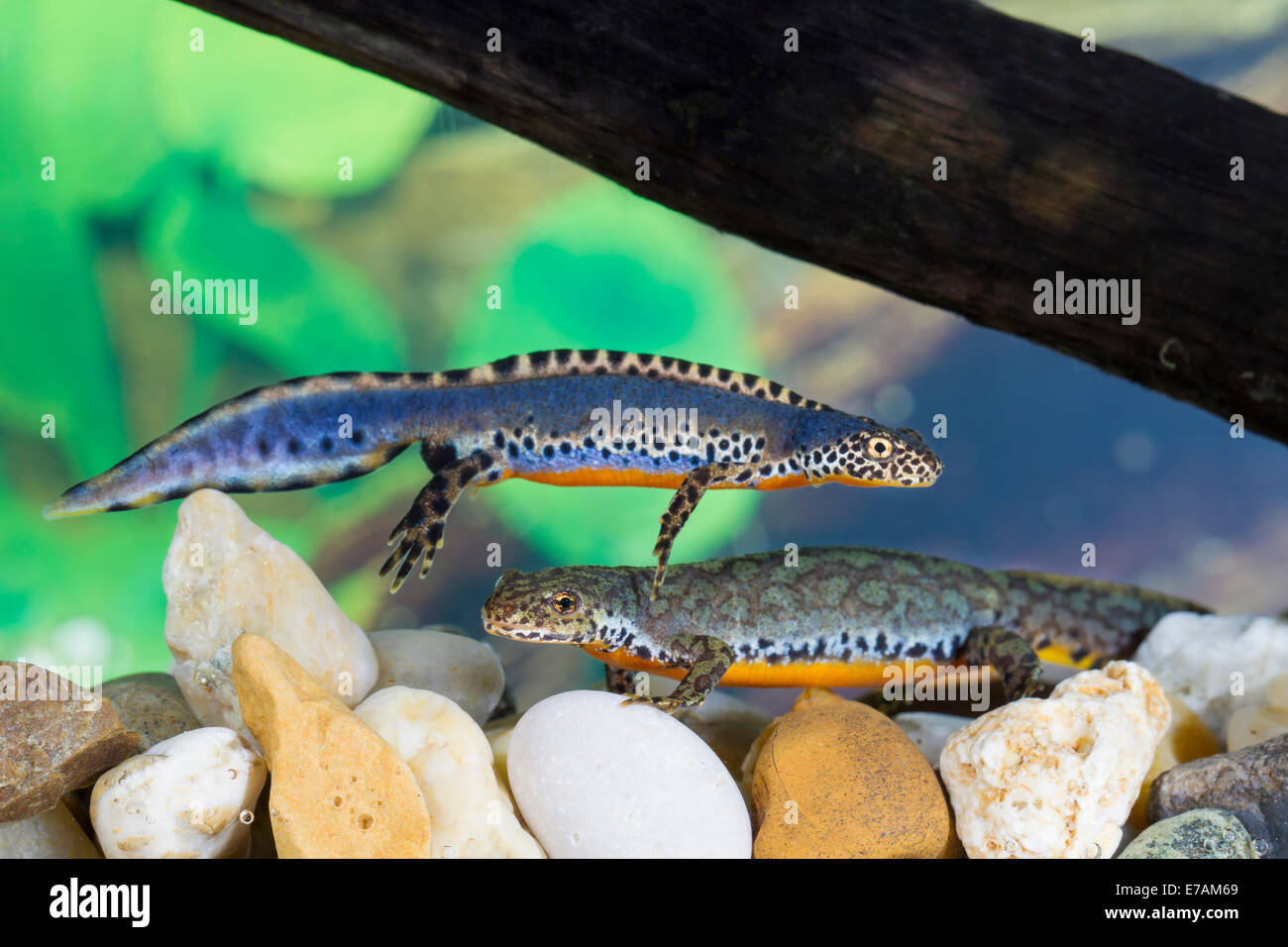 Ichthyosaura alpestris hi-res stock photography and images - Alamy