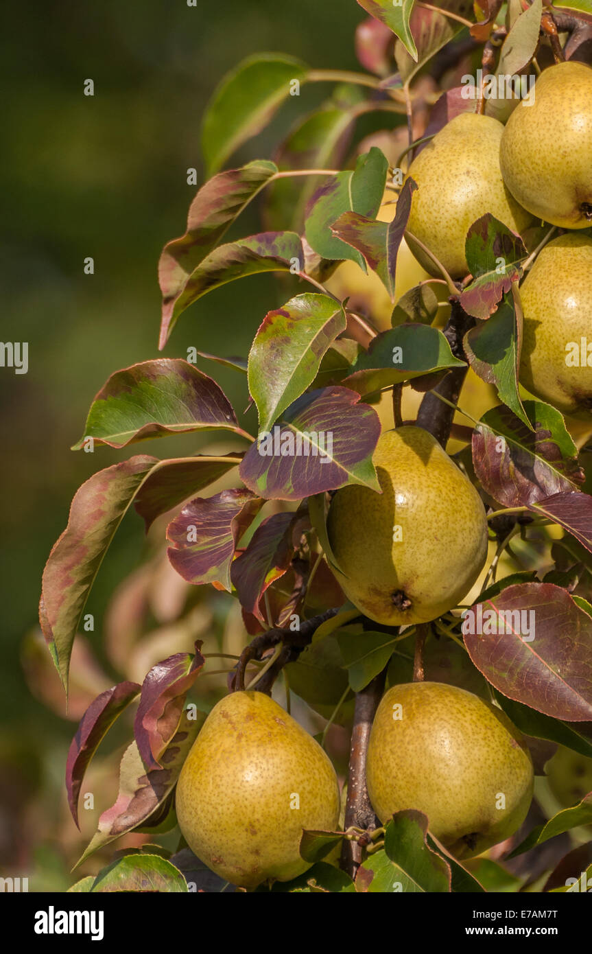 A close up of ripe pears hanging on a branch waiting to be harvested ...