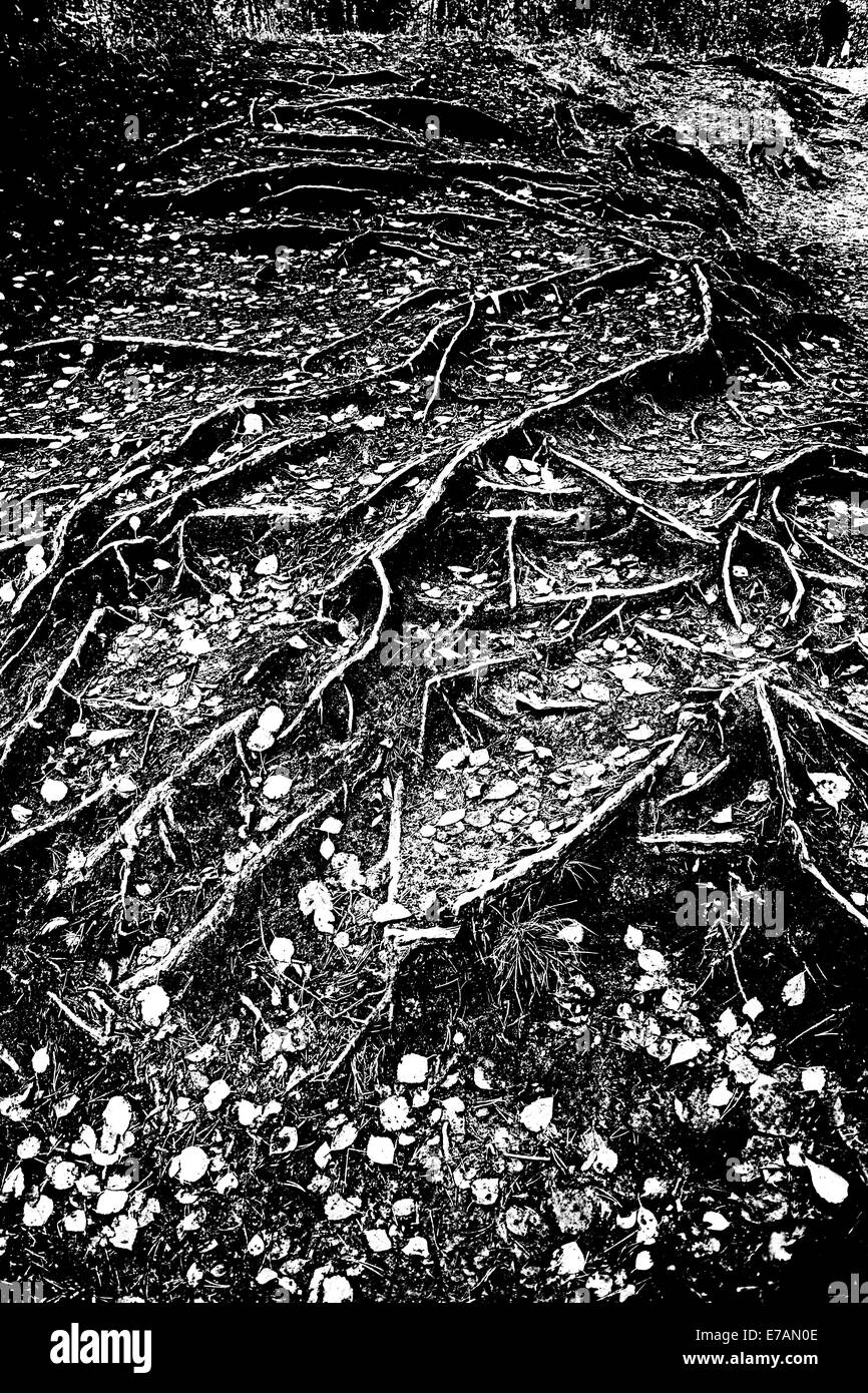 Tree drawing with roots hi-res stock photography and images - Alamy