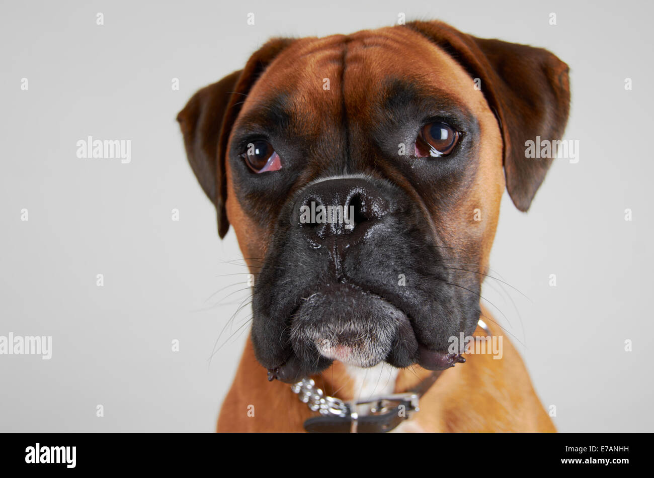 Boxer tan and white hi-res stock photography and images - Alamy