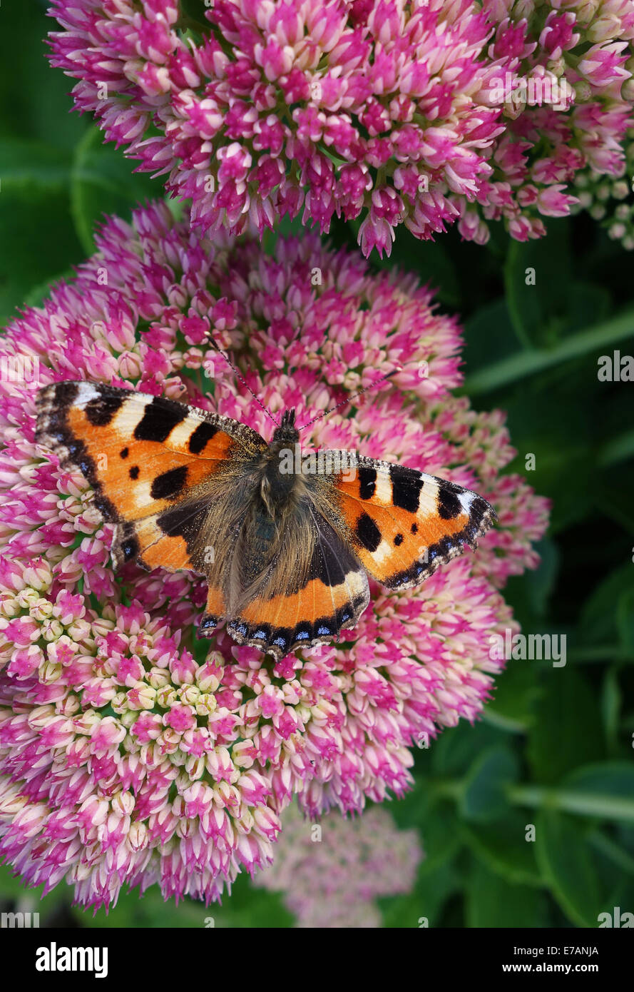 Small tortoiseshell butterfly hi-res stock photography and images - Alamy