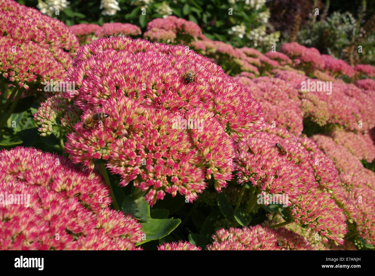 Sedum flower Uk Stock Photo - Alamy