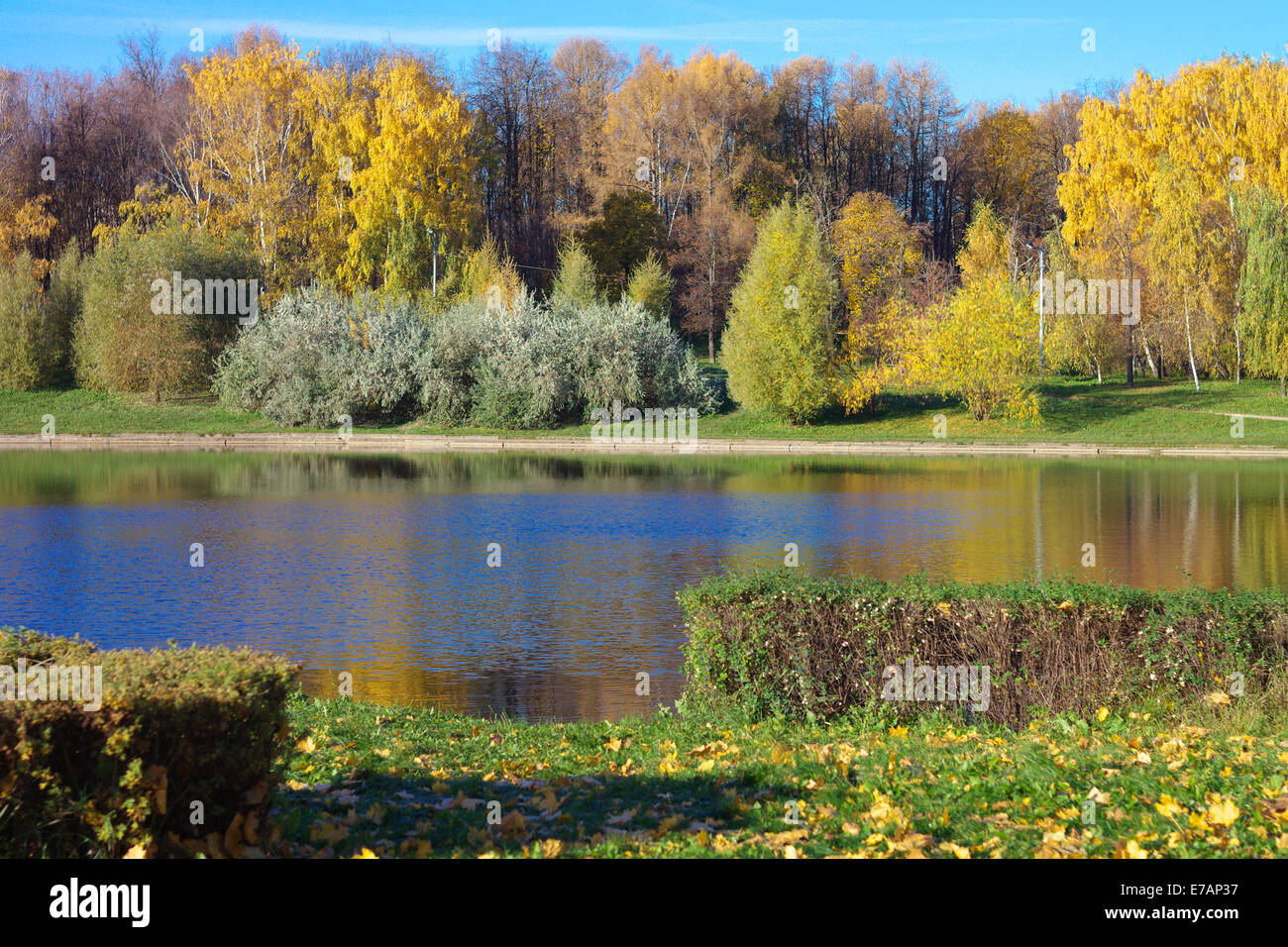 Birch Alley at Autumn Stock Photo - Alamy