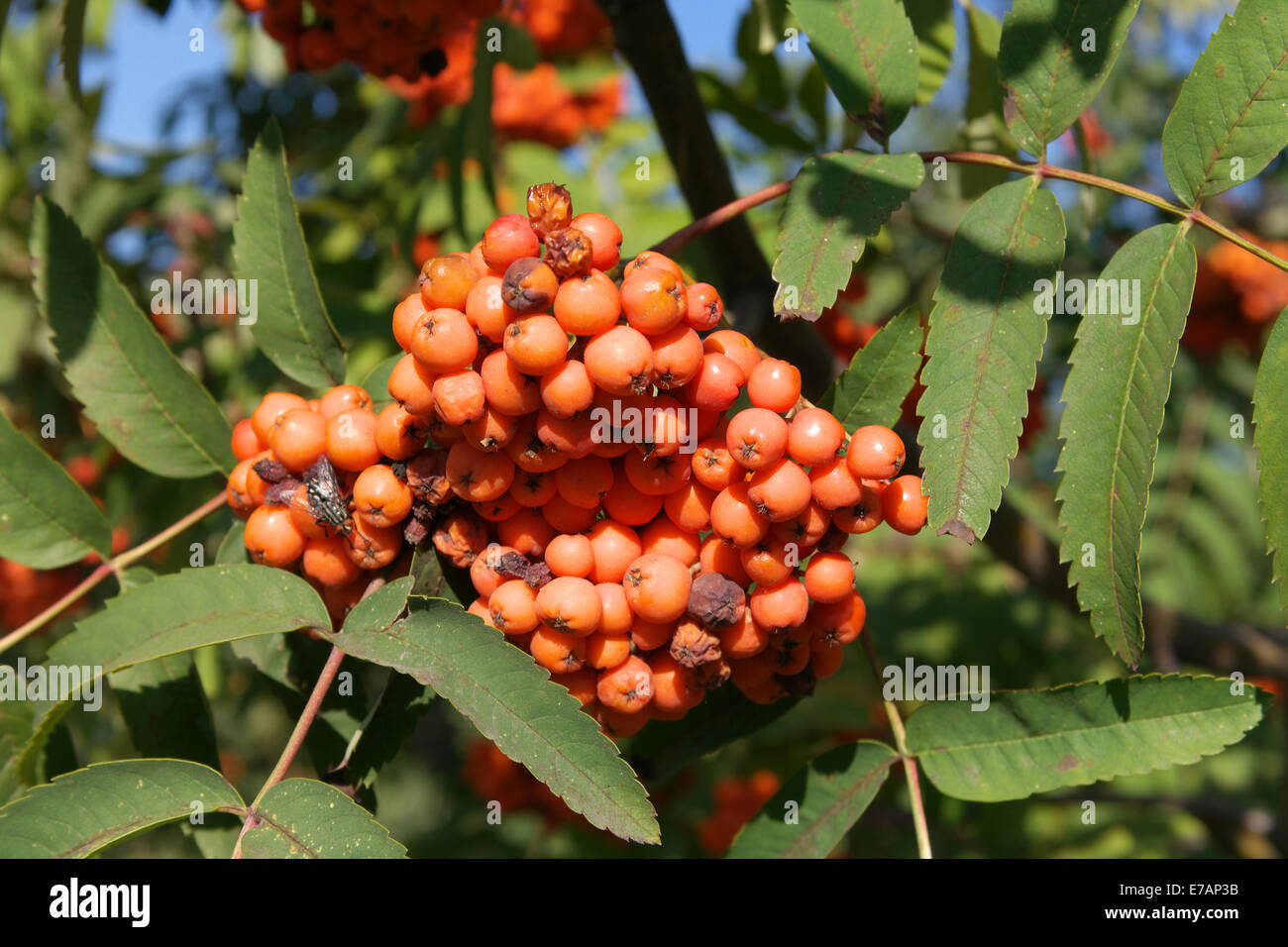 ashberry at dry sunny day Stock Photo - Alamy