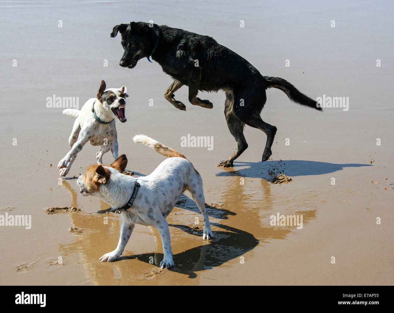 Dogs playing on the beach Stock Photo - Alamy