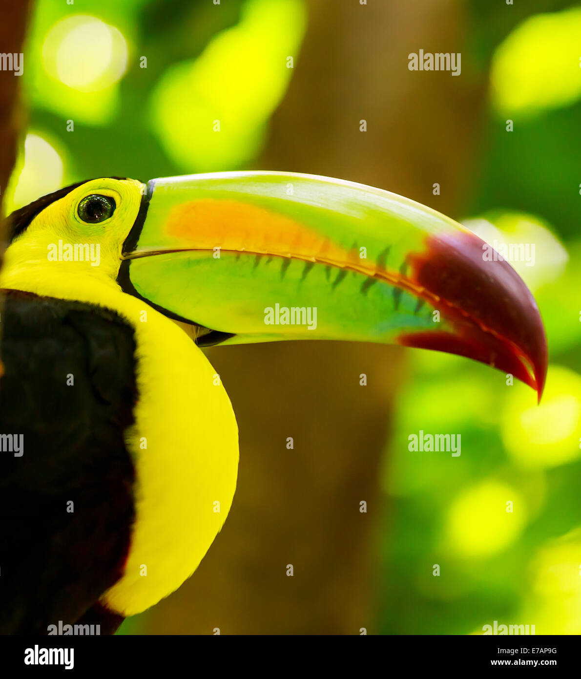 Bill bird hi-res stock photography and images - Alamy