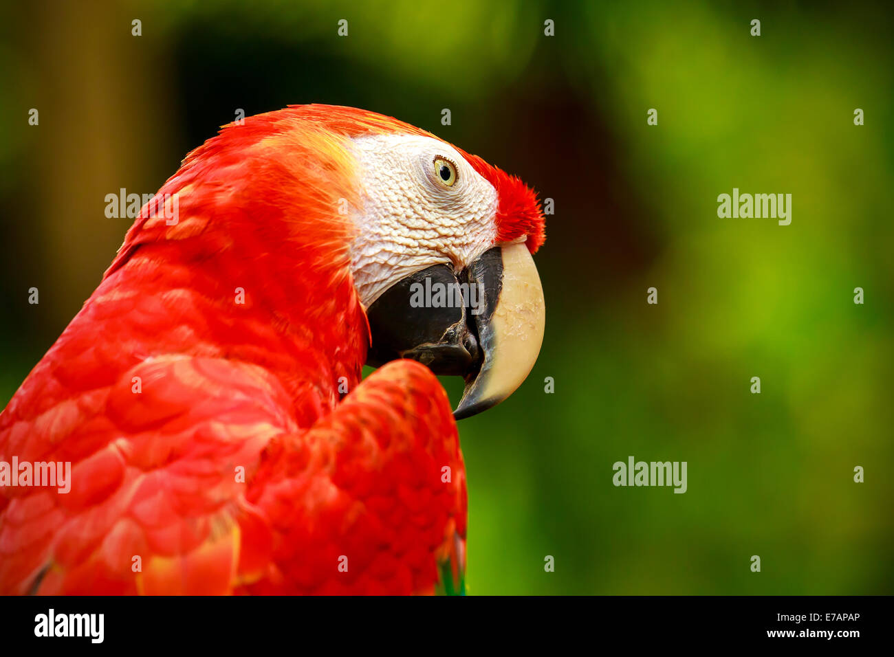 Scarlet parrot hi-res stock photography and images - Alamy