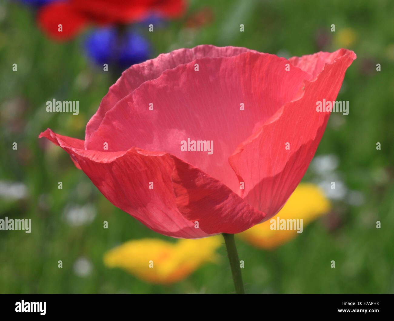 Pink poppy flower field hi-res stock photography and images - Alamy